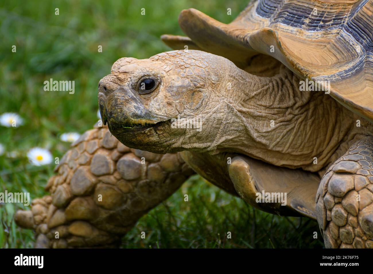 A portrait of a giant tortoise Stock Photo - Alamy