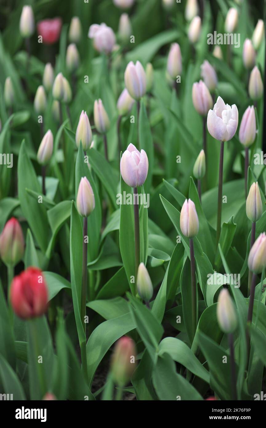 Very light pink, fading to white Triumph tulips (Tulipa) Silver Cloud ...