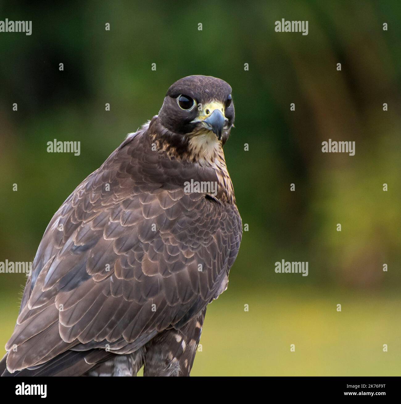 A portrait of A Gyr Peregrine Barbary Falcon Stock Photo - Alamy