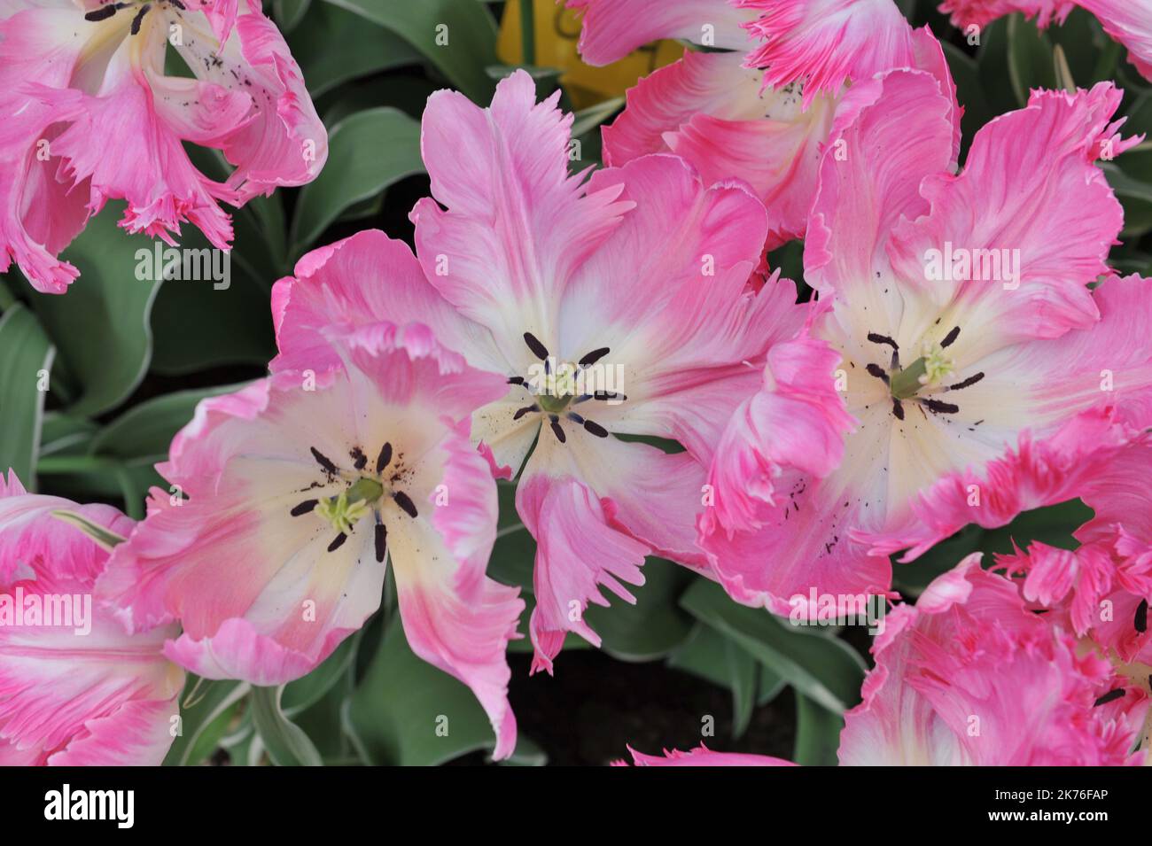 Pink tulips (Tulipa) Silver Parrot with variegated leaves bloom in a ...