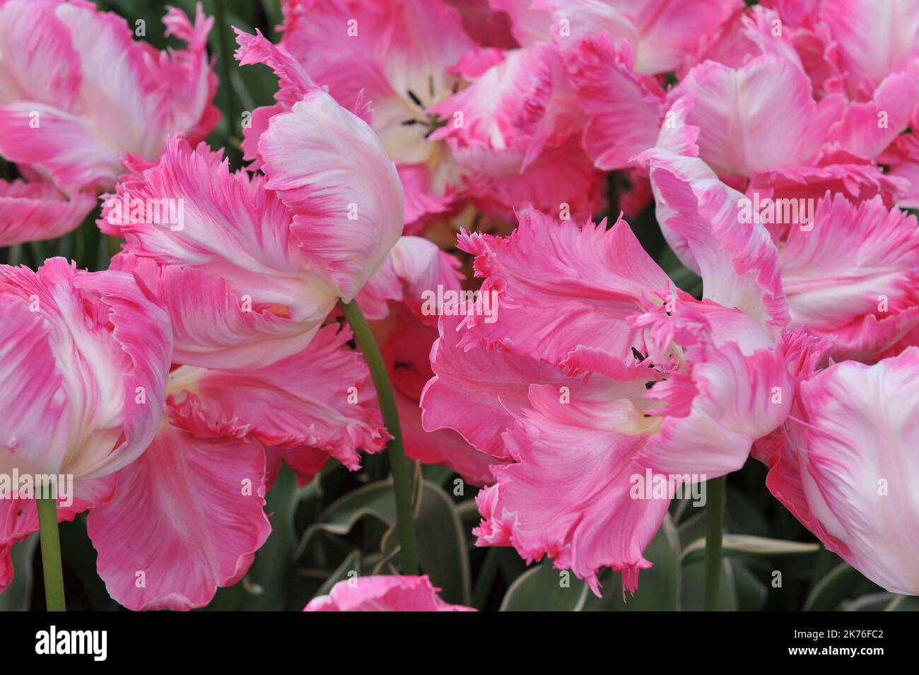 Pink tulips (Tulipa) Silver Parrot with variegated leaves bloom in a ...