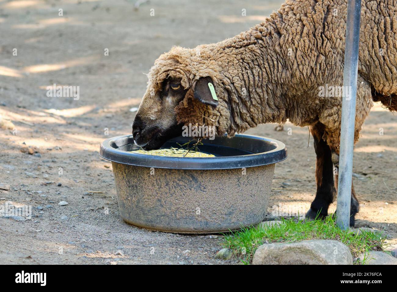 A woolly sheep drinking water at the zoo Stock Photo - Alamy