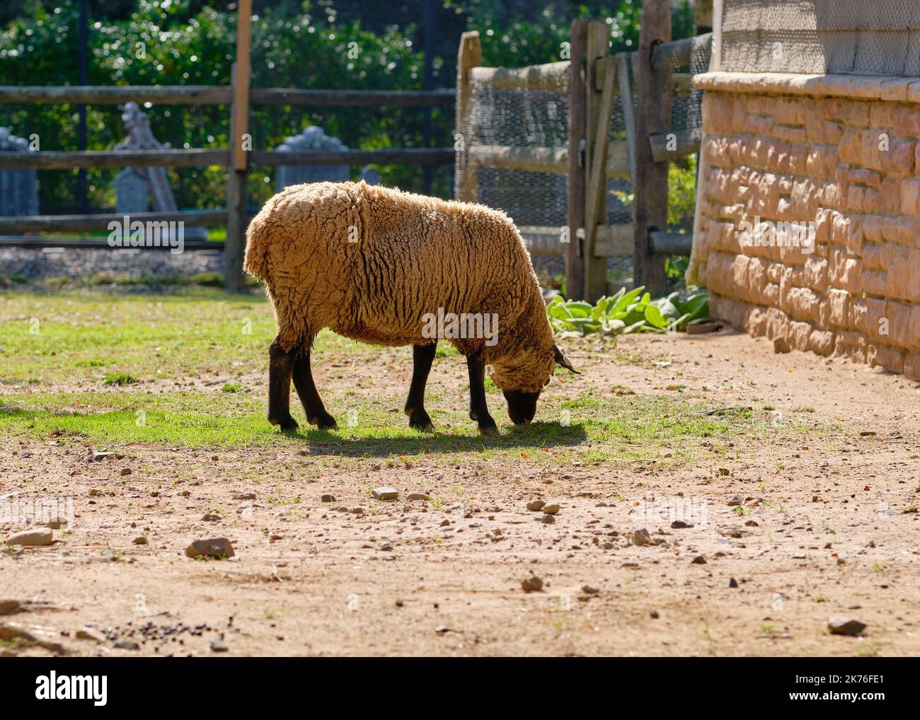 a woolly sheep grazing on a patch of grass in the back of the barn ...
