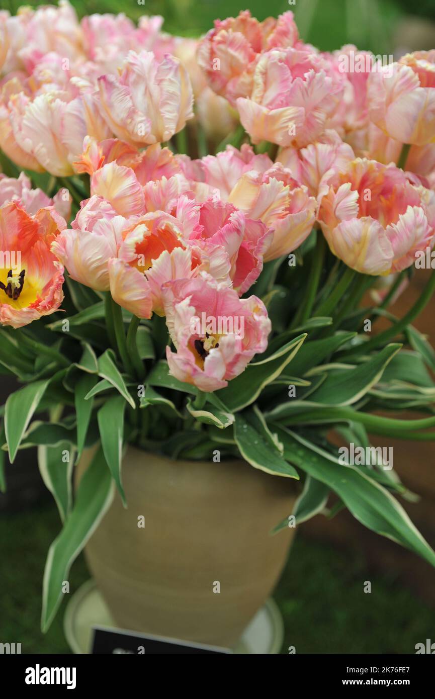 A bouquet of coral pink tulips (Tulipa) Silver Parrot with variegated ...