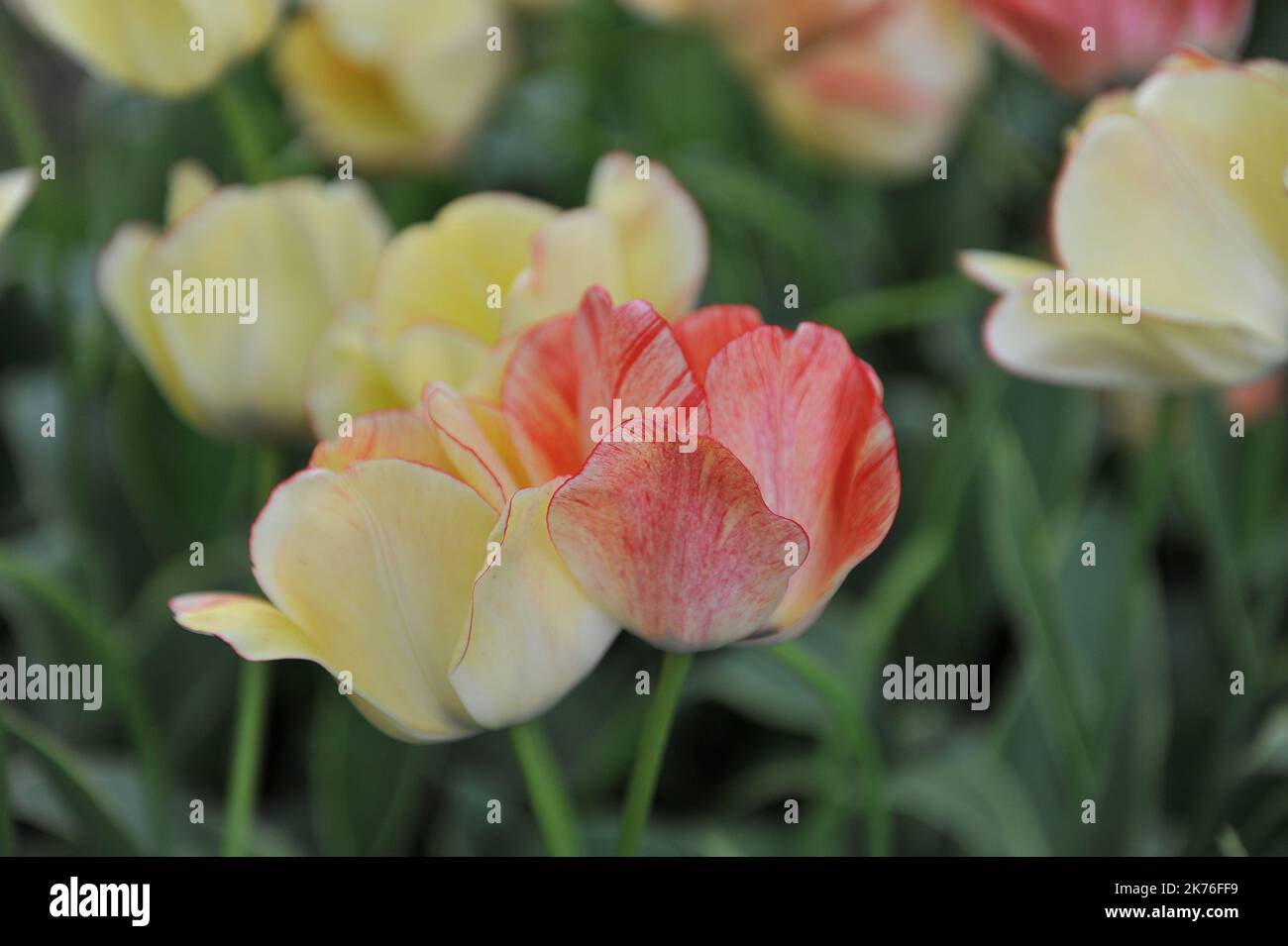 Red and yellow Darwin Hybrid tulips (Tulipa) Silverstream with ...