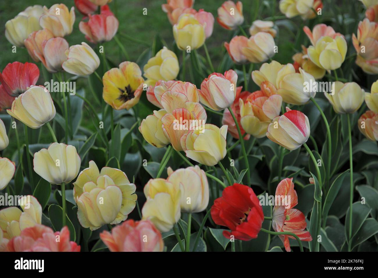 Red and yellow Darwin Hybrid tulips (Tulipa) Silverstream with ...