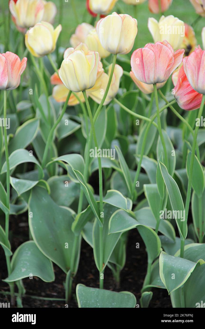 Red and yellow Darwin Hybrid tulips (Tulipa) Silverstream with ...