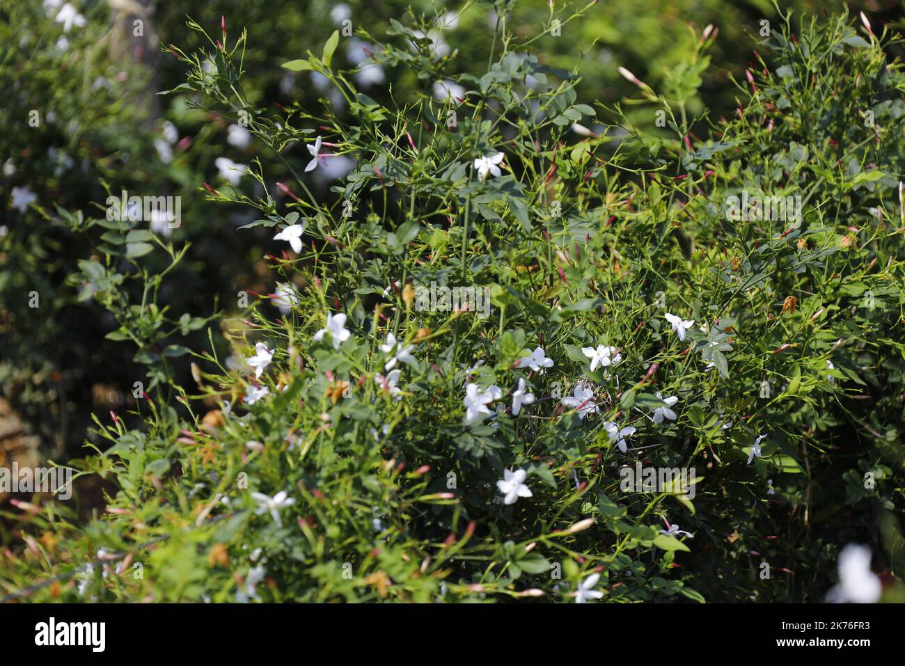 Grasse France might be the sweetest smelling city in Europe, widely ...