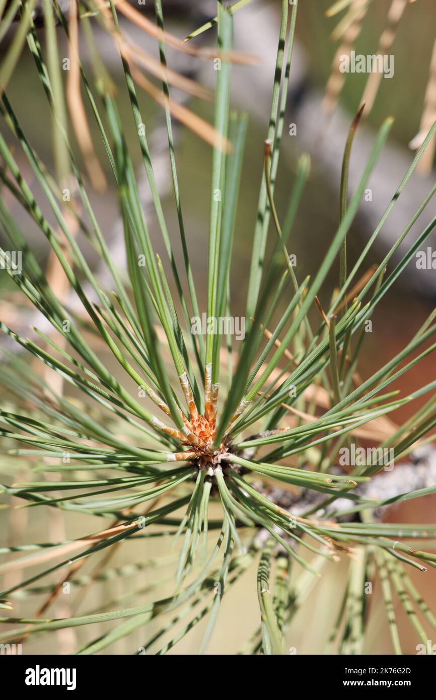 Tan nonresinous ovoid buds with white trichomatic scale fringes of ...