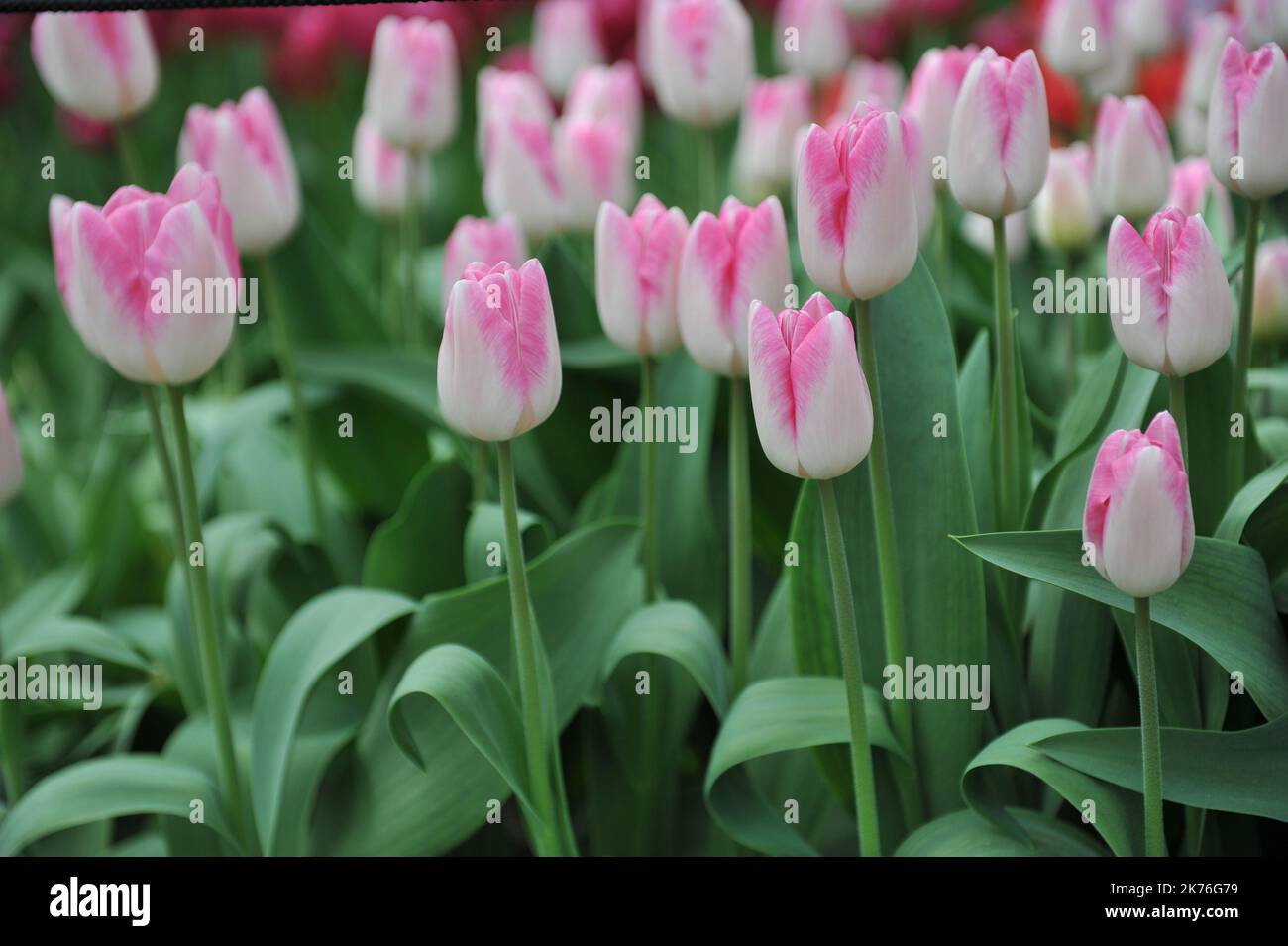 Pink and white Triumph tulips (Tulipa) Sinfonie bloom in a garden in ...