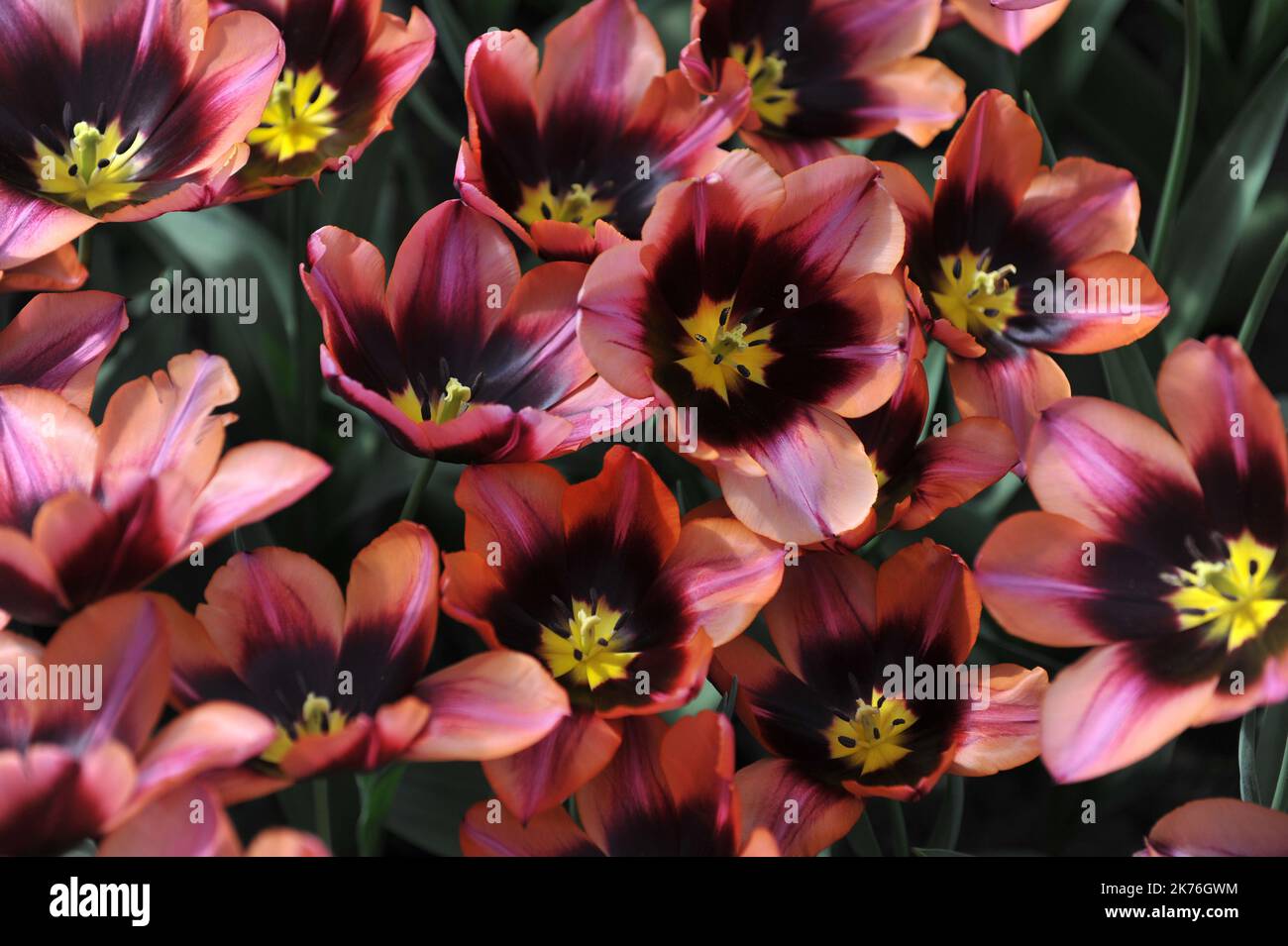 Pink with dark base Triumph tulips (Tulipa) Slawa bloom in a garden in ...