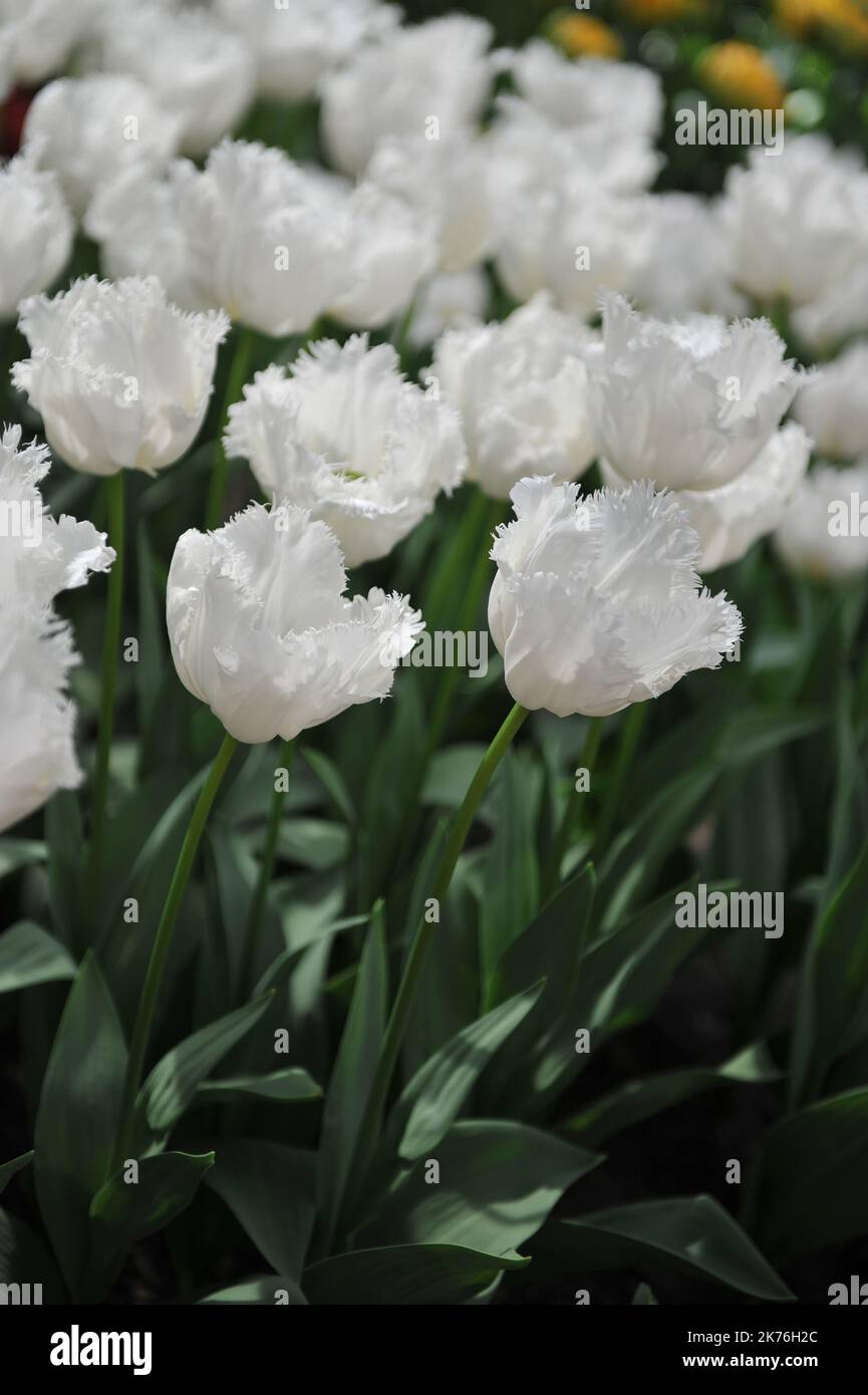 White fringed tulips (Tulipa) Smirnoff bloom in a garden in April Stock ...