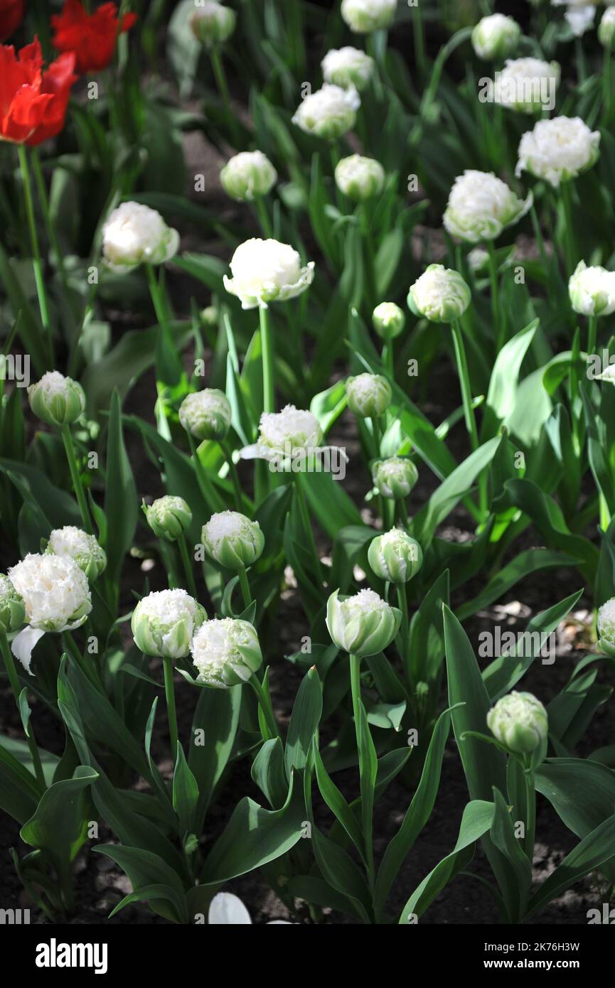 White fringed double tulips (Tulipa) Snow Crystal bloom in a garden in ...