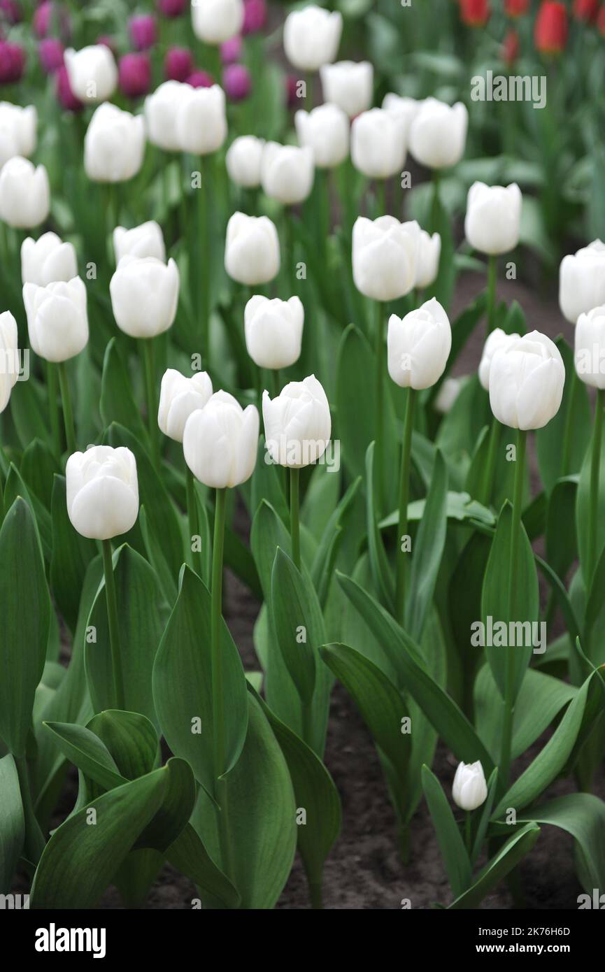 White Triumph tulips (Tulipa) Snow Lady bloom in a garden in March ...