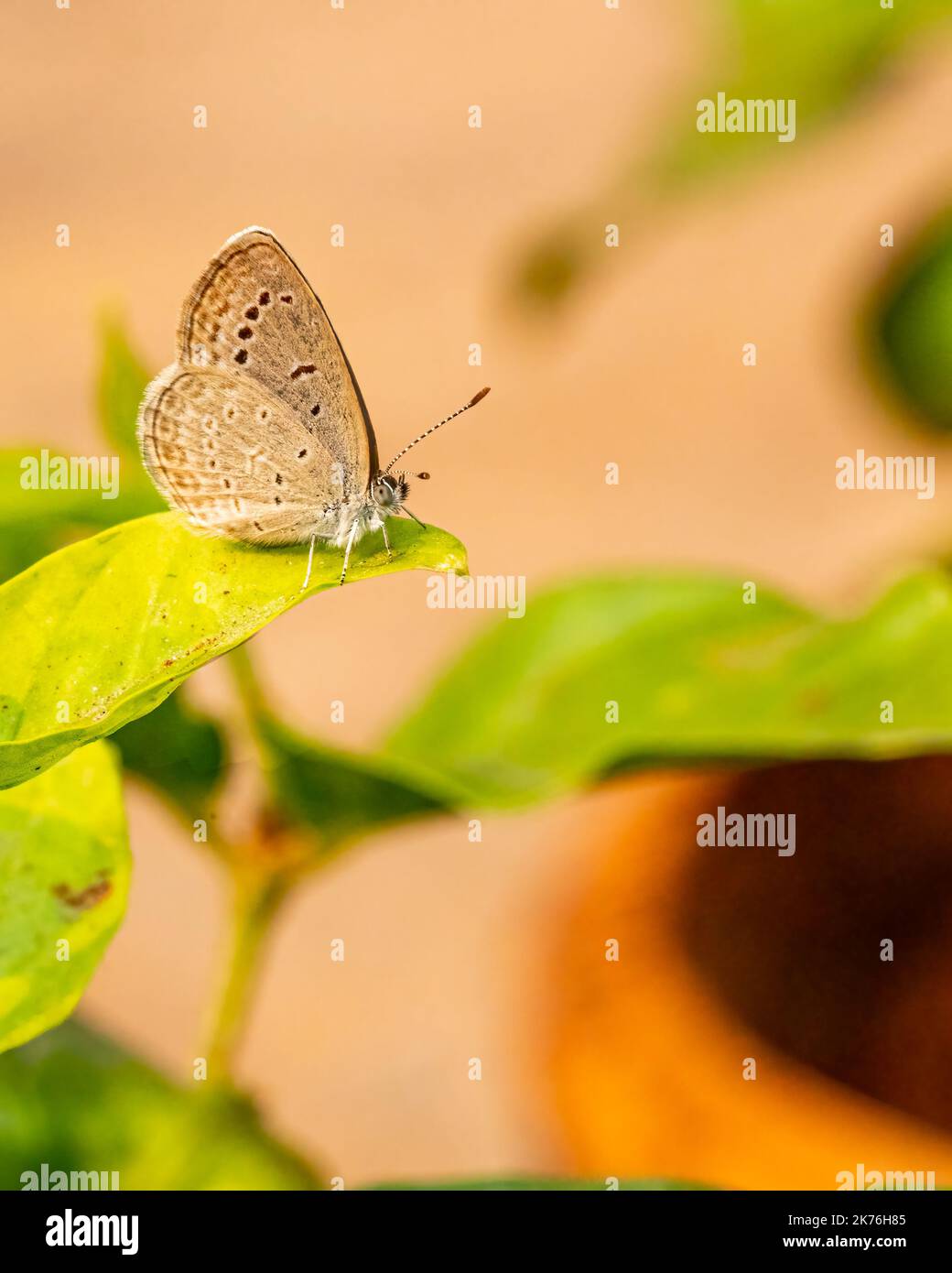 A Blue Butterfly sitting on a leaf Stock Photo - Alamy