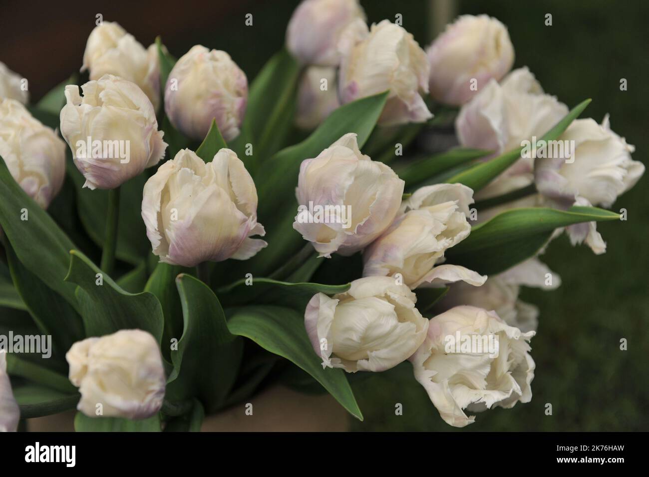 A bouquet of white with violet blush tulips (Tulipa) Snow Parrot on an ...