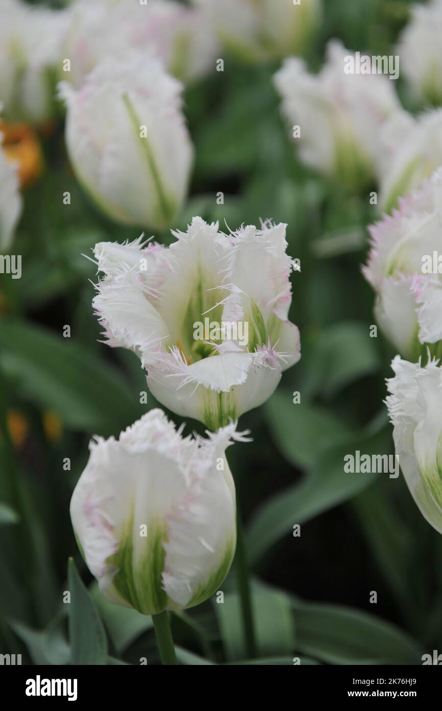 White fringed tulips (Tulipa) Snow Valley bloom in a garden in April ...
