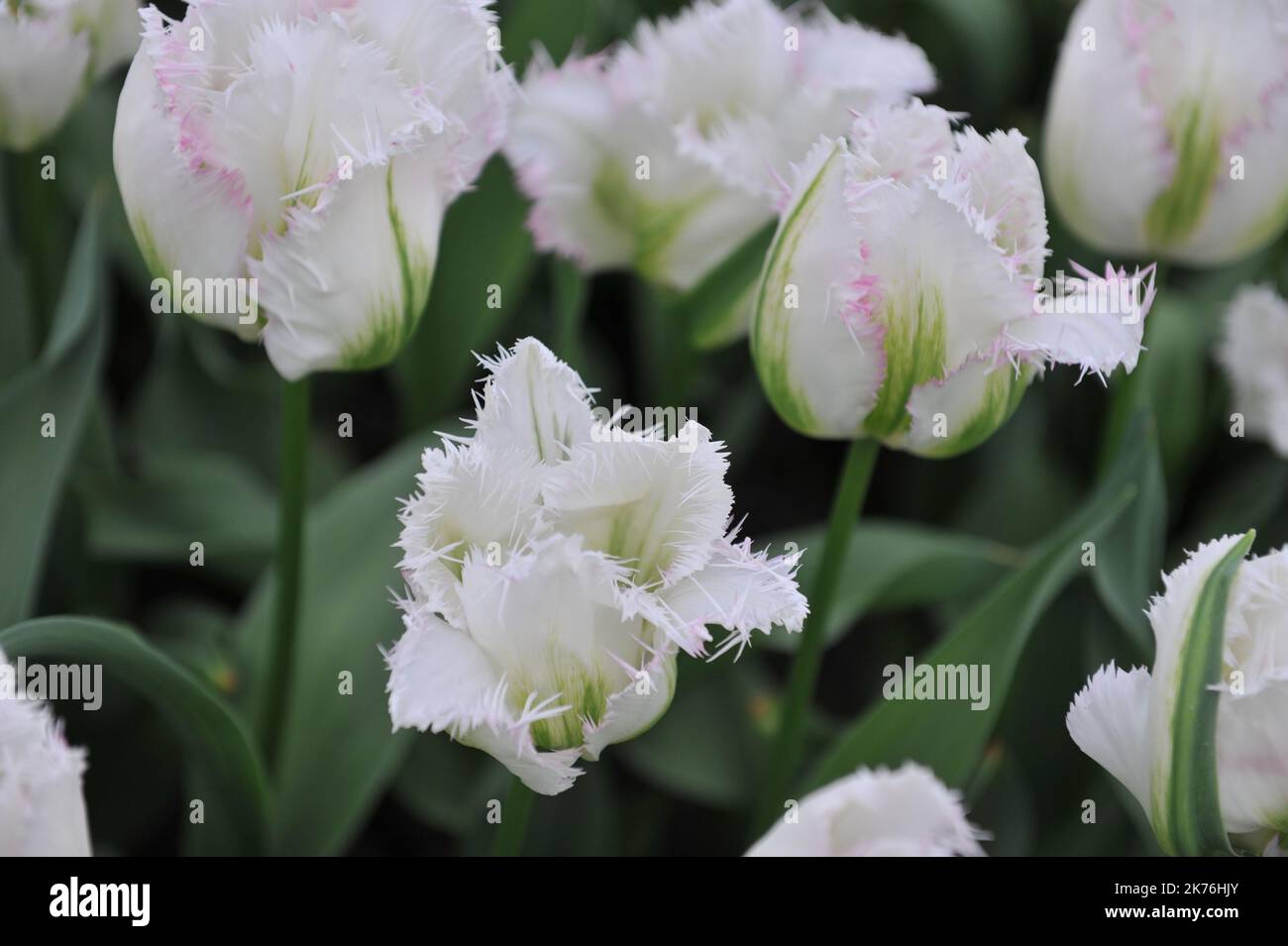 White fringed tulips (Tulipa) Snow Valley bloom in a garden in April ...