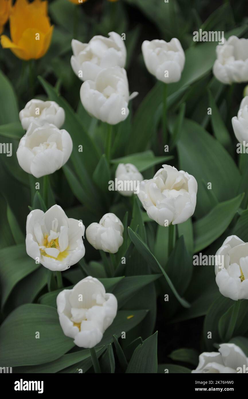 White Double Late Triumph tulips (Tulipa) Snowbowl bloom in a garden in ...