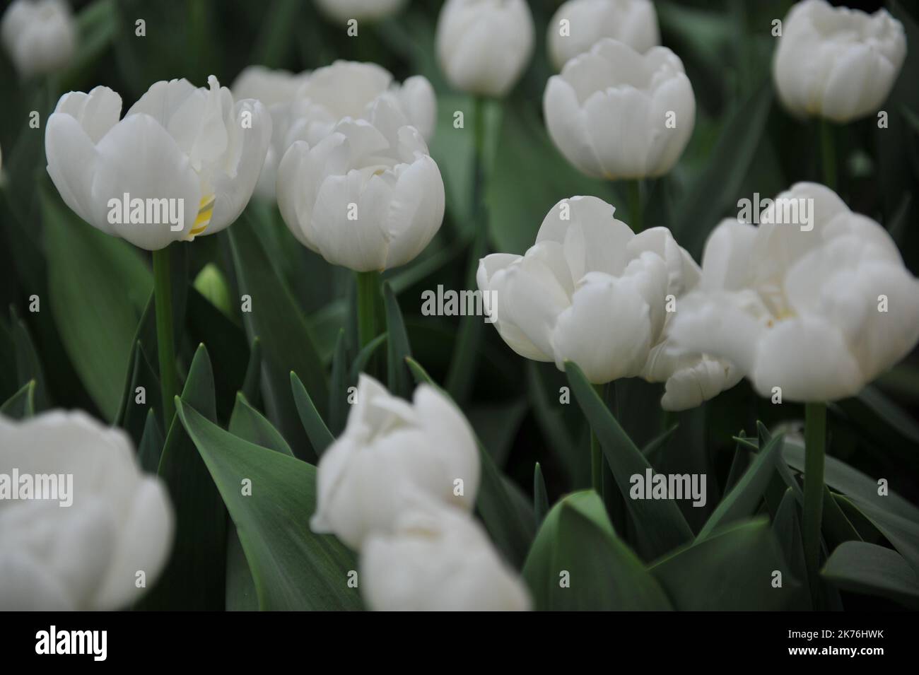 White Double Late Triumph tulips (Tulipa) Snowbowl bloom in a garden in ...