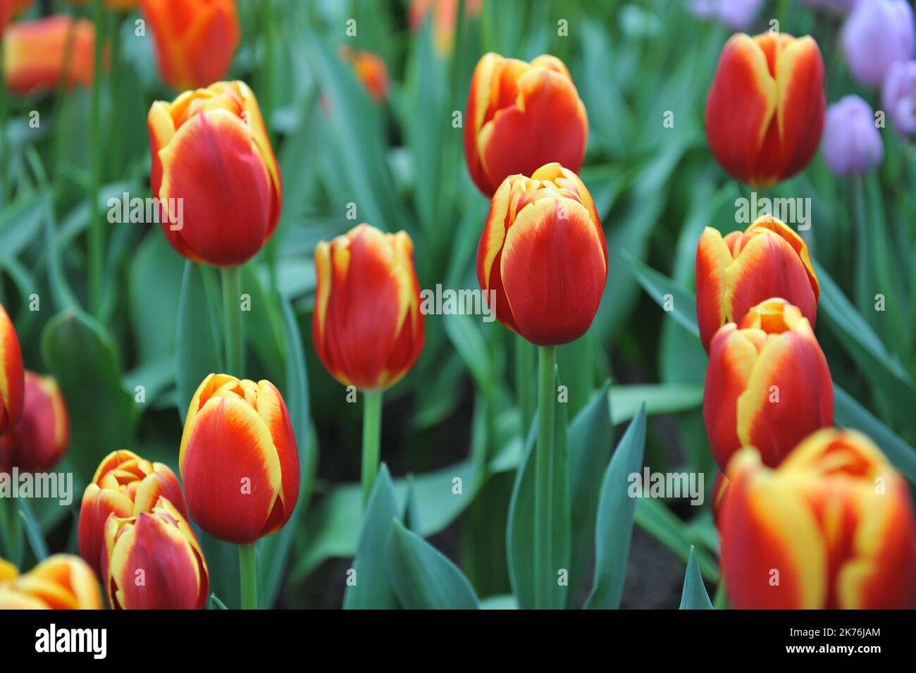 Red and yellow Triumph tulips (Tulipa) Spirit bloom in a garden in ...