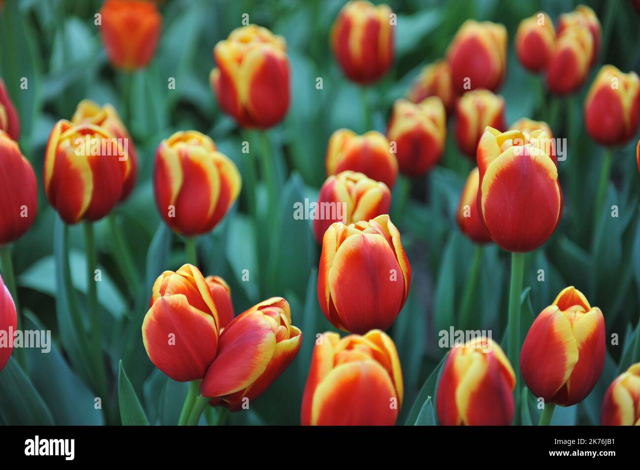 Red and yellow Triumph tulips (Tulipa) Spirit bloom in a garden in ...