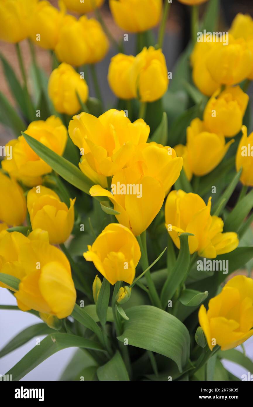 A bouquet of yellow Triumph tulips (Tulipa) Spongebob in a garden in ...