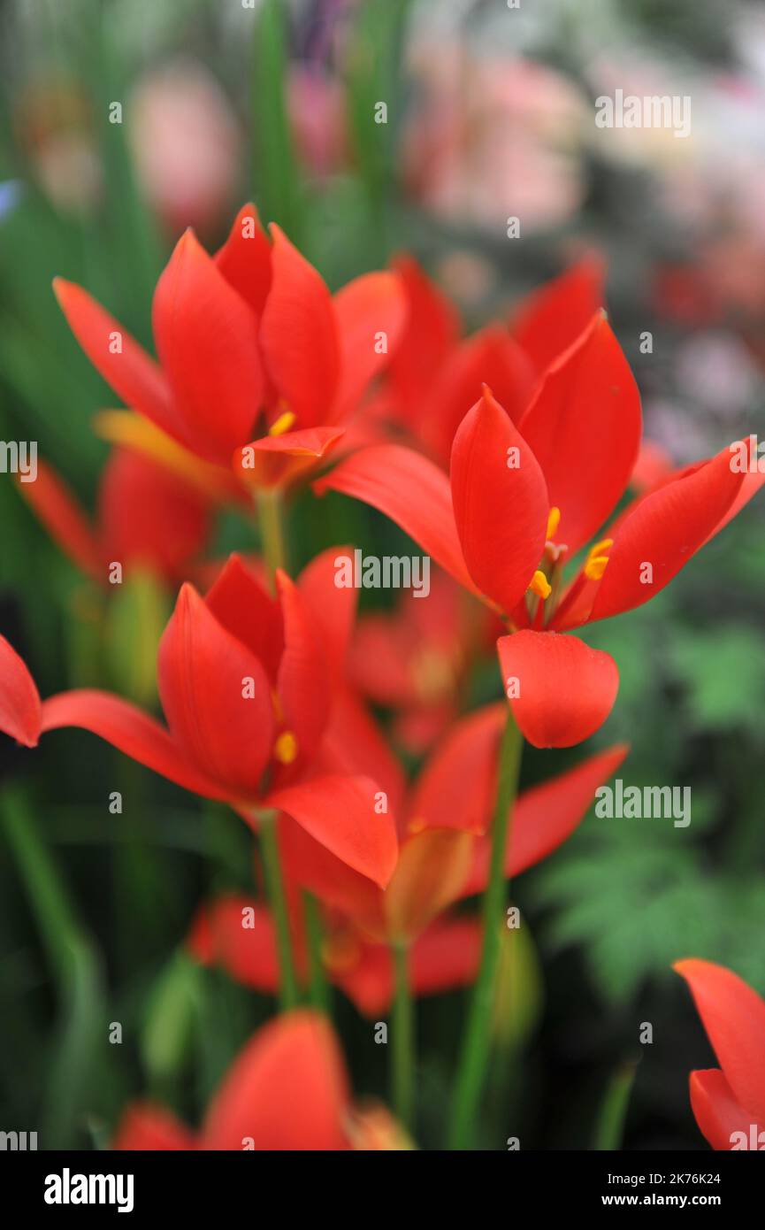Red Miscellaneous Sprenger tulips (Tulipa sprengeri) bloom on an ...