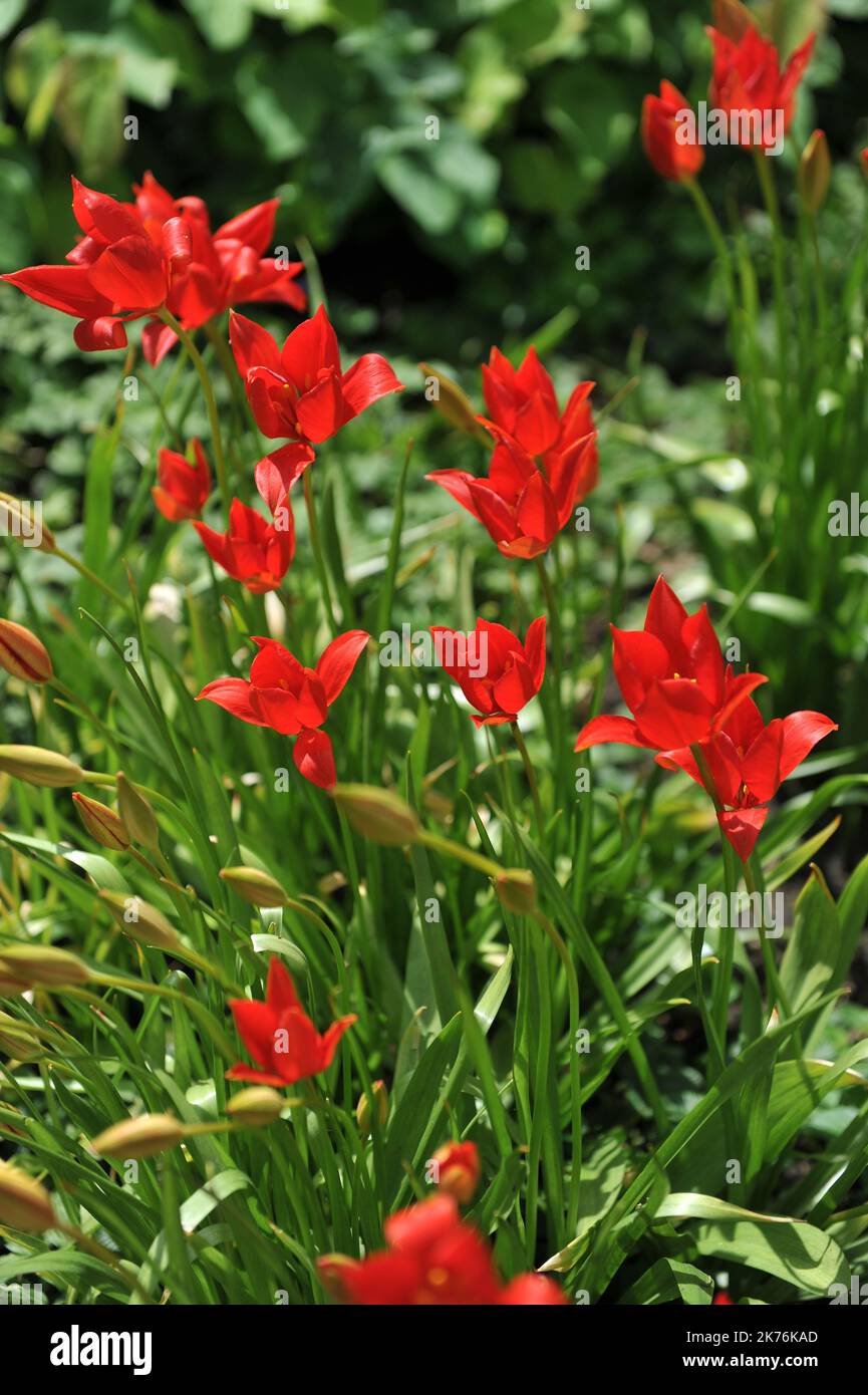 Red Miscellaneous Sprenger tulips (Tulipa sprengeri) bloom in a garden ...