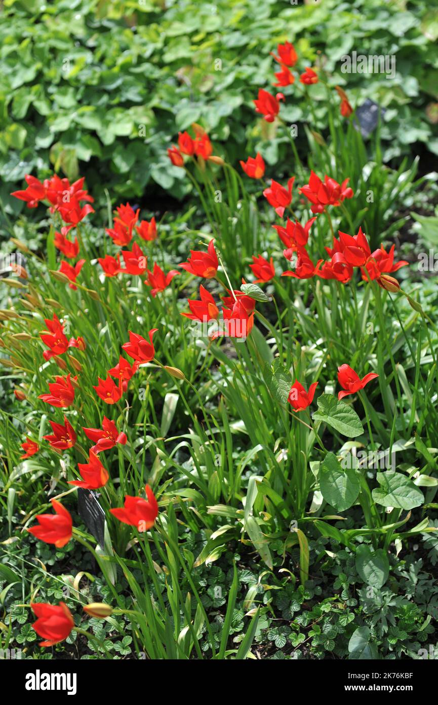 Red Miscellaneous Sprenger tulips (Tulipa sprengeri) bloom in a garden ...