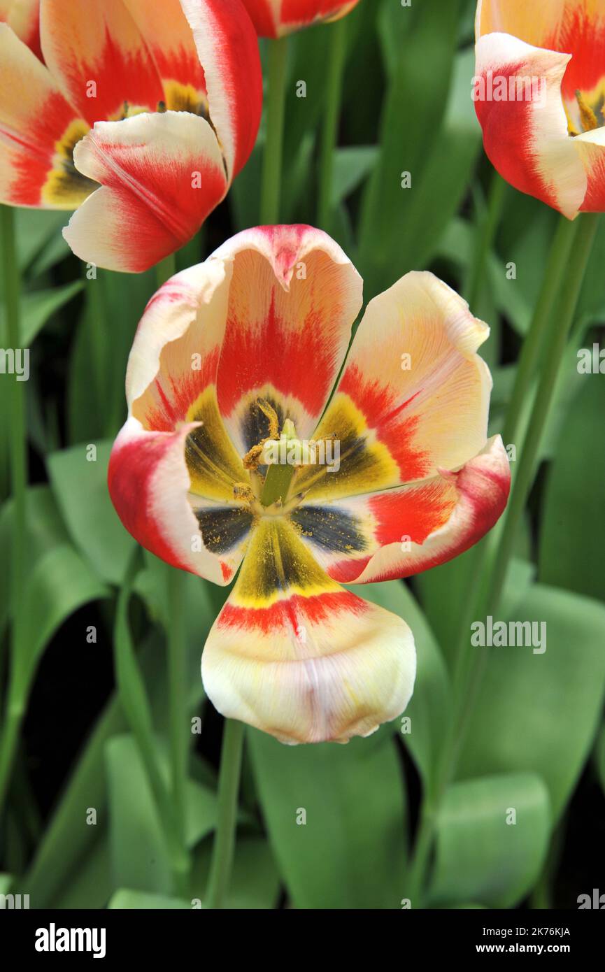 Red and white Triumph tulips (Tulipa) Spring Surprise bloom in a garden ...