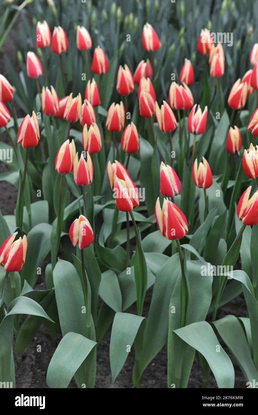 Red and white Triumph tulips (Tulipa) Spring Surprise bloom in a garden in March Stock Photo - Alamy