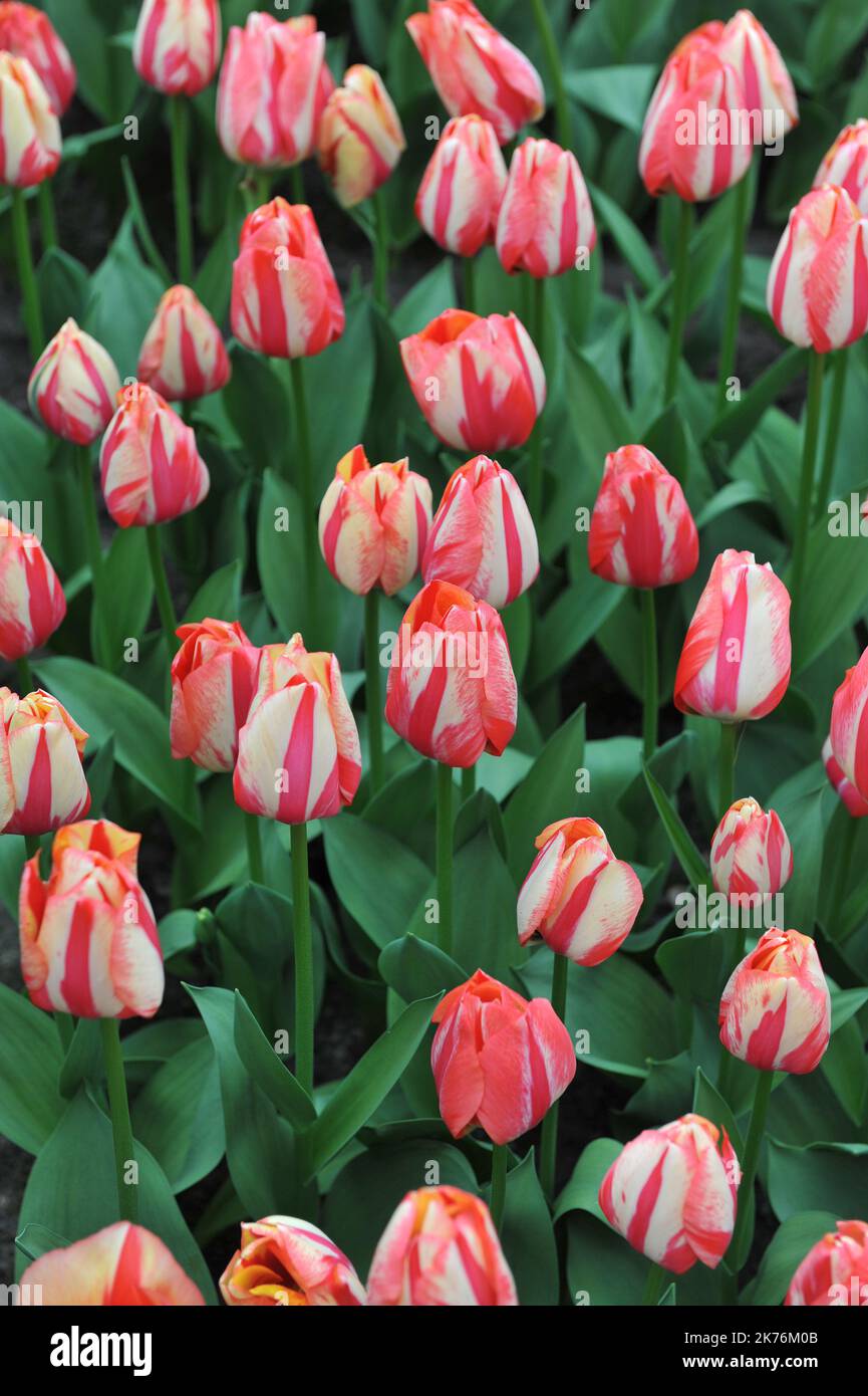 Pink with red flame pattern Triumph tulips (Tulipa) Spryng Break bloom ...
