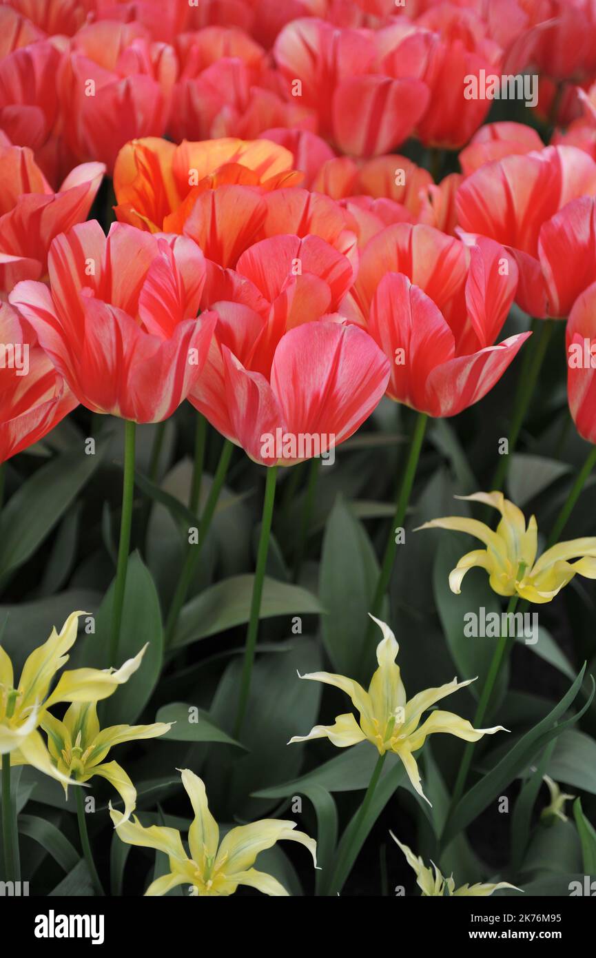 Pink with red flame pattern Triumph tulips (Tulipa) Spryng Break bloom ...