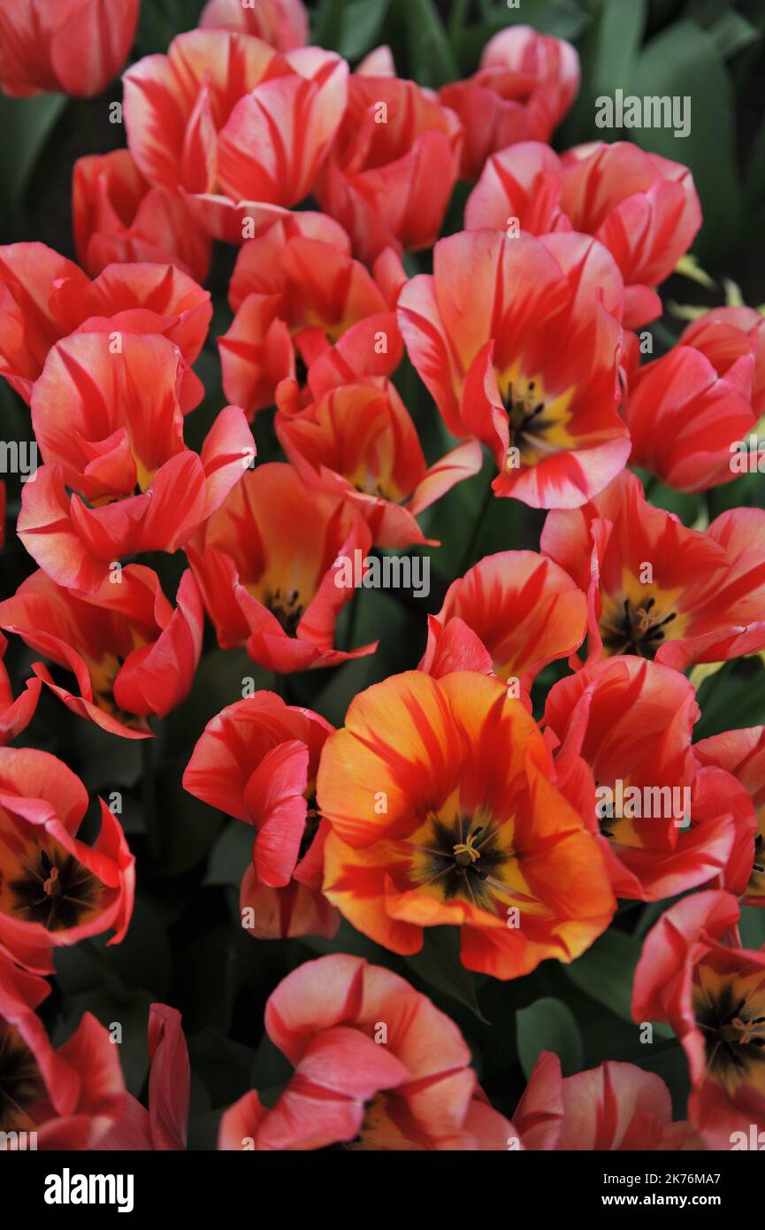 Pink with red flame pattern Triumph tulips (Tulipa) Spryng Break bloom ...