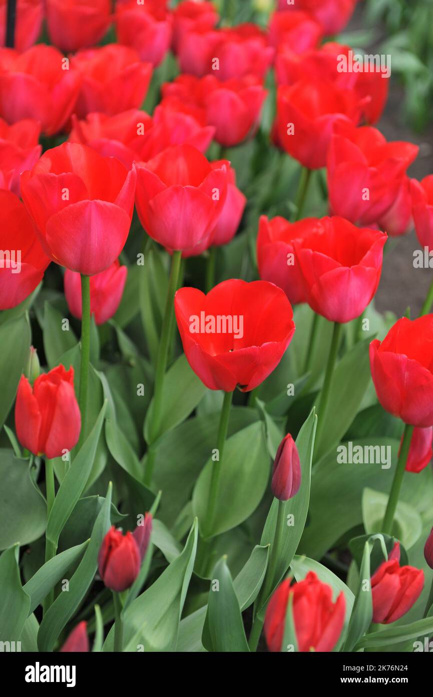 Red Triumph tulips (Tulipa) Spryng Tide bloom in a garden in April ...