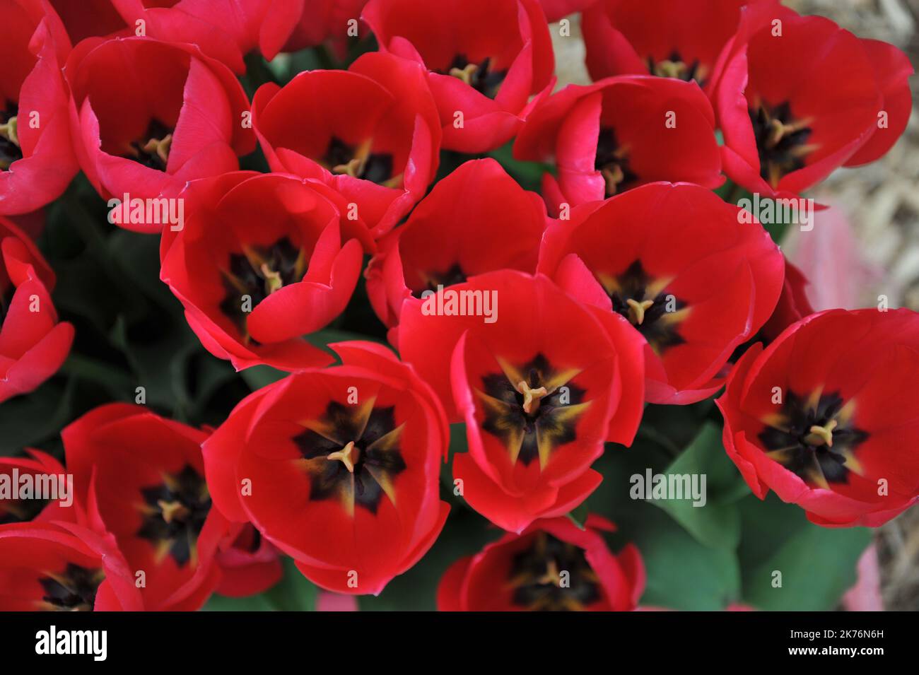 Bouquet flower garden hi-res stock photography and images - Alamy