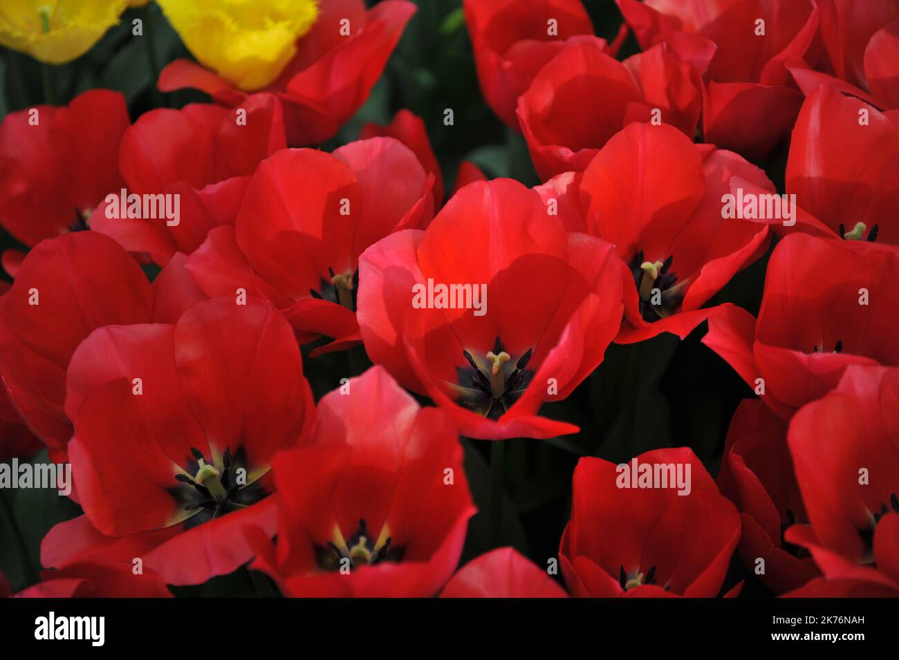 Vivid red bloom hi-res stock photography and images - Alamy