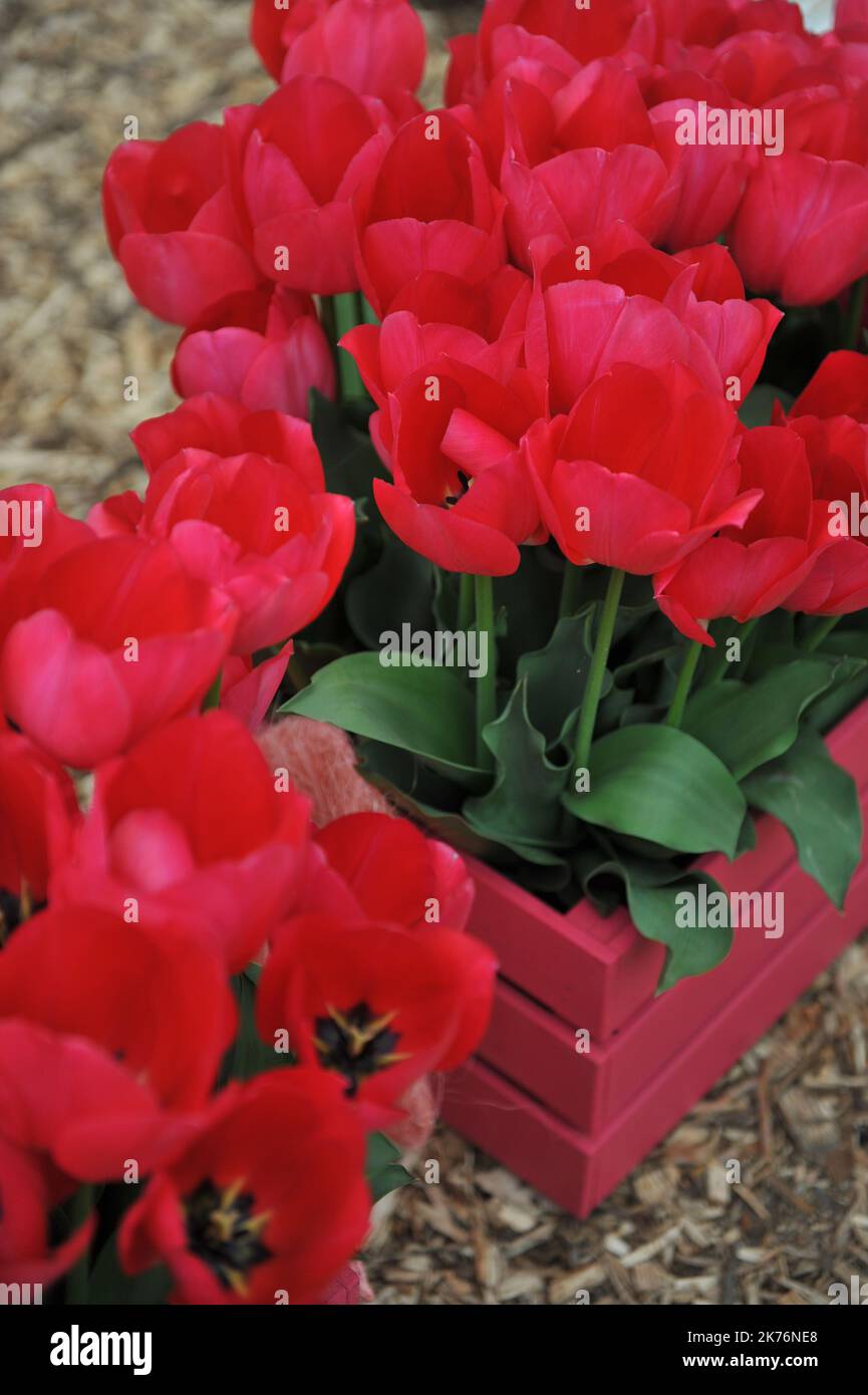 A bouquet of red Triumph tulips (Tulipa) Spryng Tide in a garden in ...