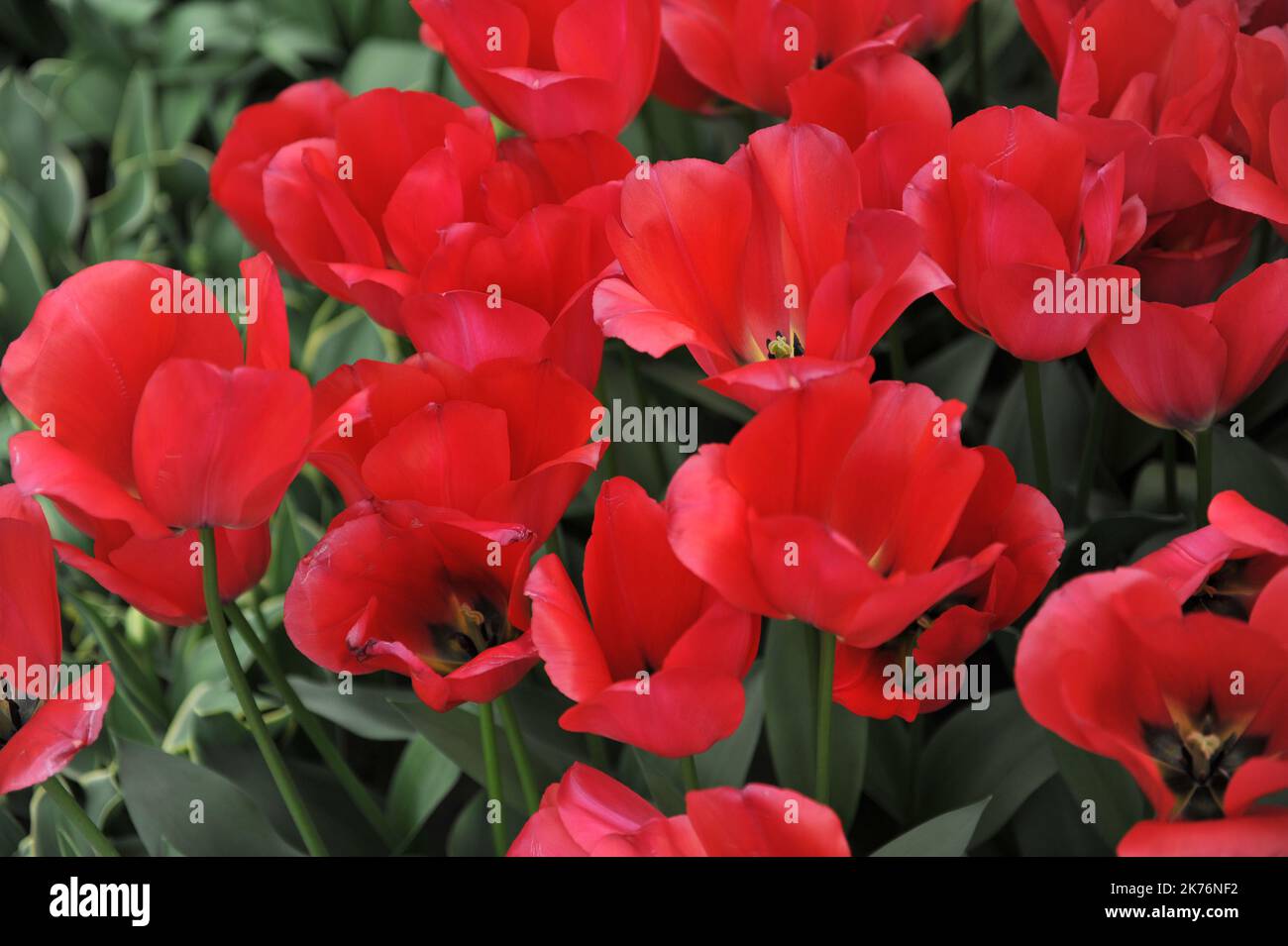 Red Triumph tulips (Tulipa) Spryng Tide bloom in a garden in April ...