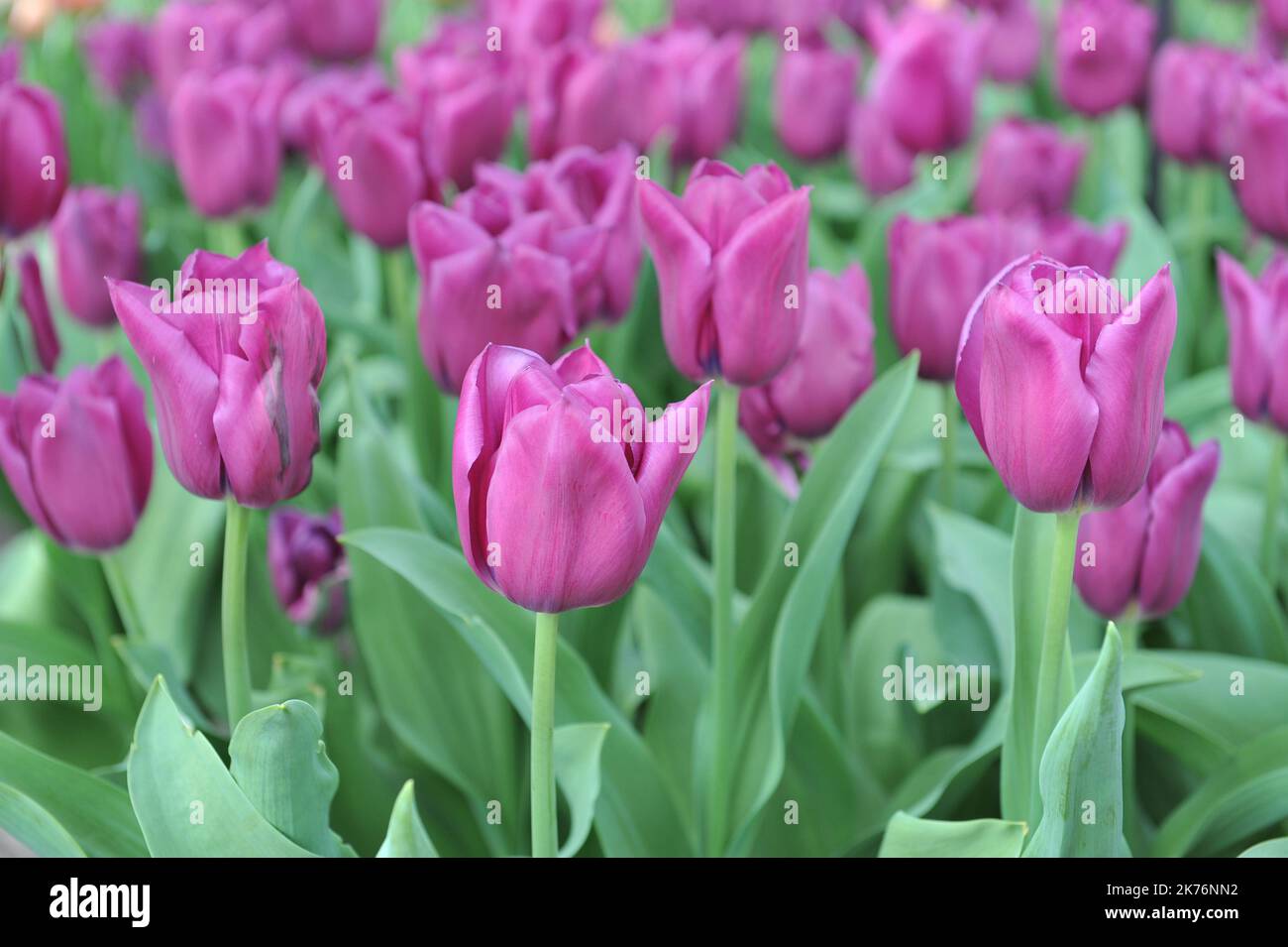 Purple Triumph tulips (Tulipa) Stability bloom in a garden in March ...