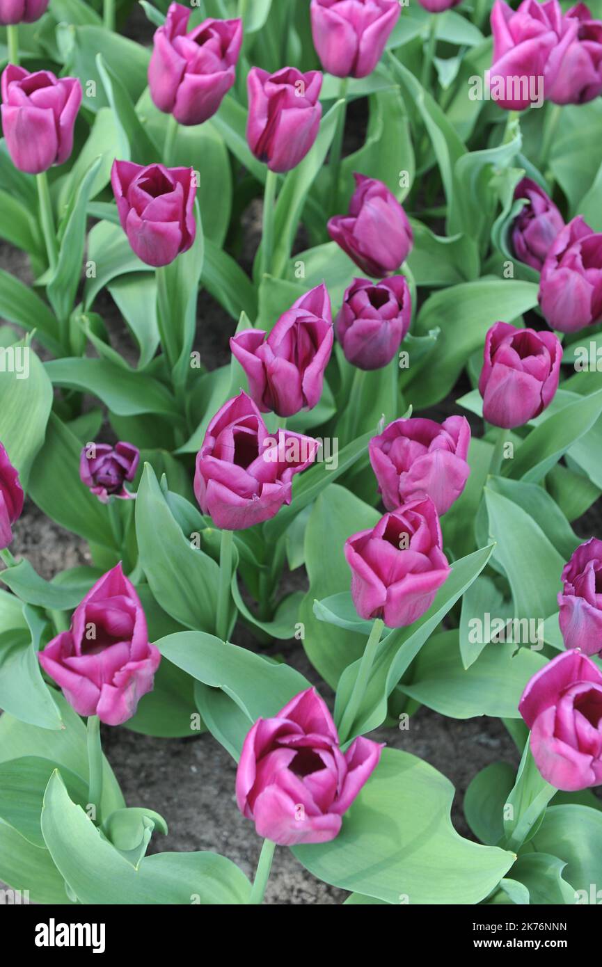 Purple Triumph tulips (Tulipa) Stability bloom in a garden in March ...