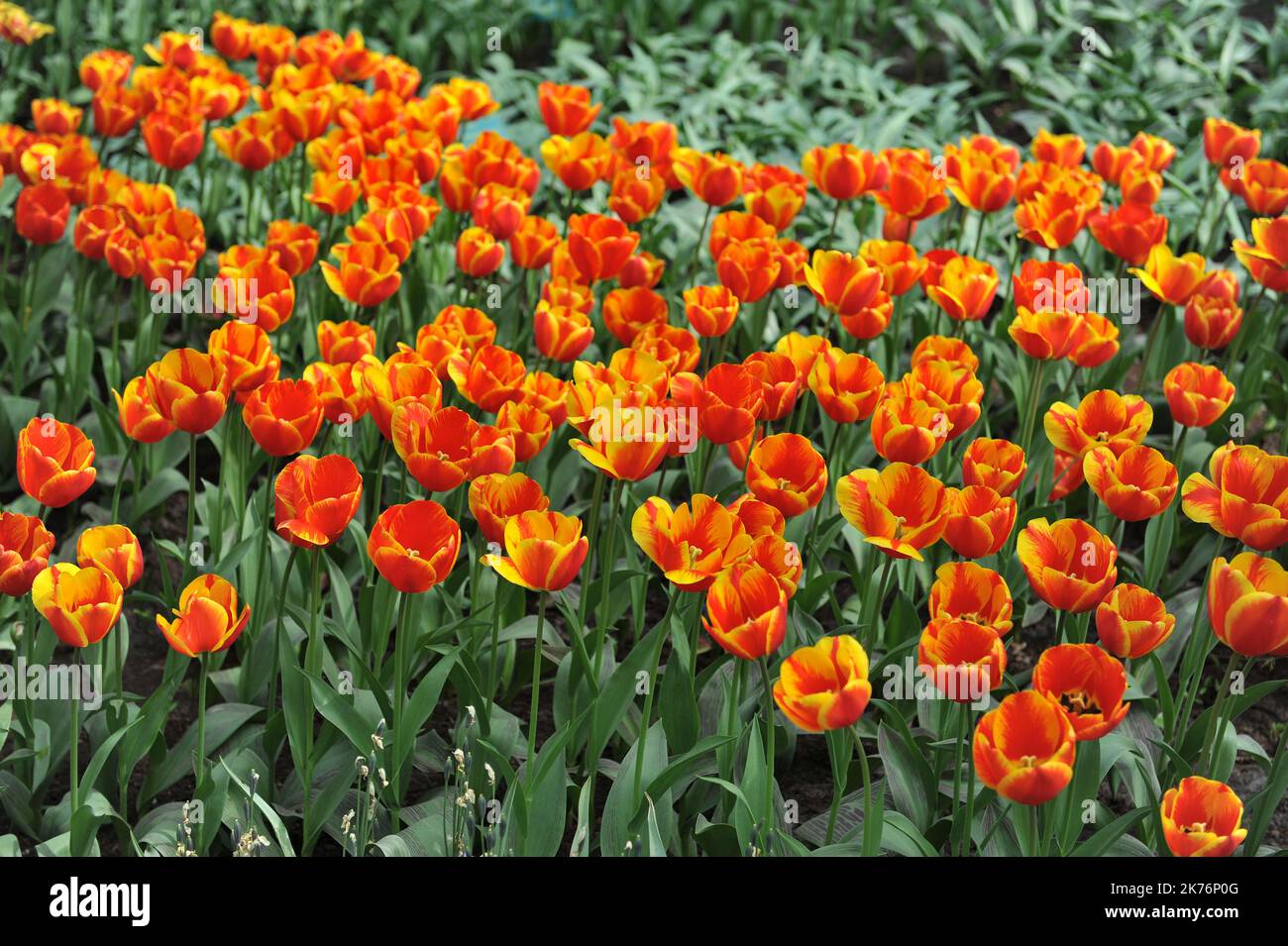 Red and yellow Greigii tulips (Tulipa) Stardom bloom in a garden in ...