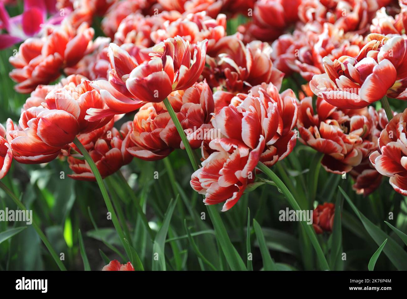 Red and white peony-flowered Double Late tulips (Tulipa) Starline bloom ...