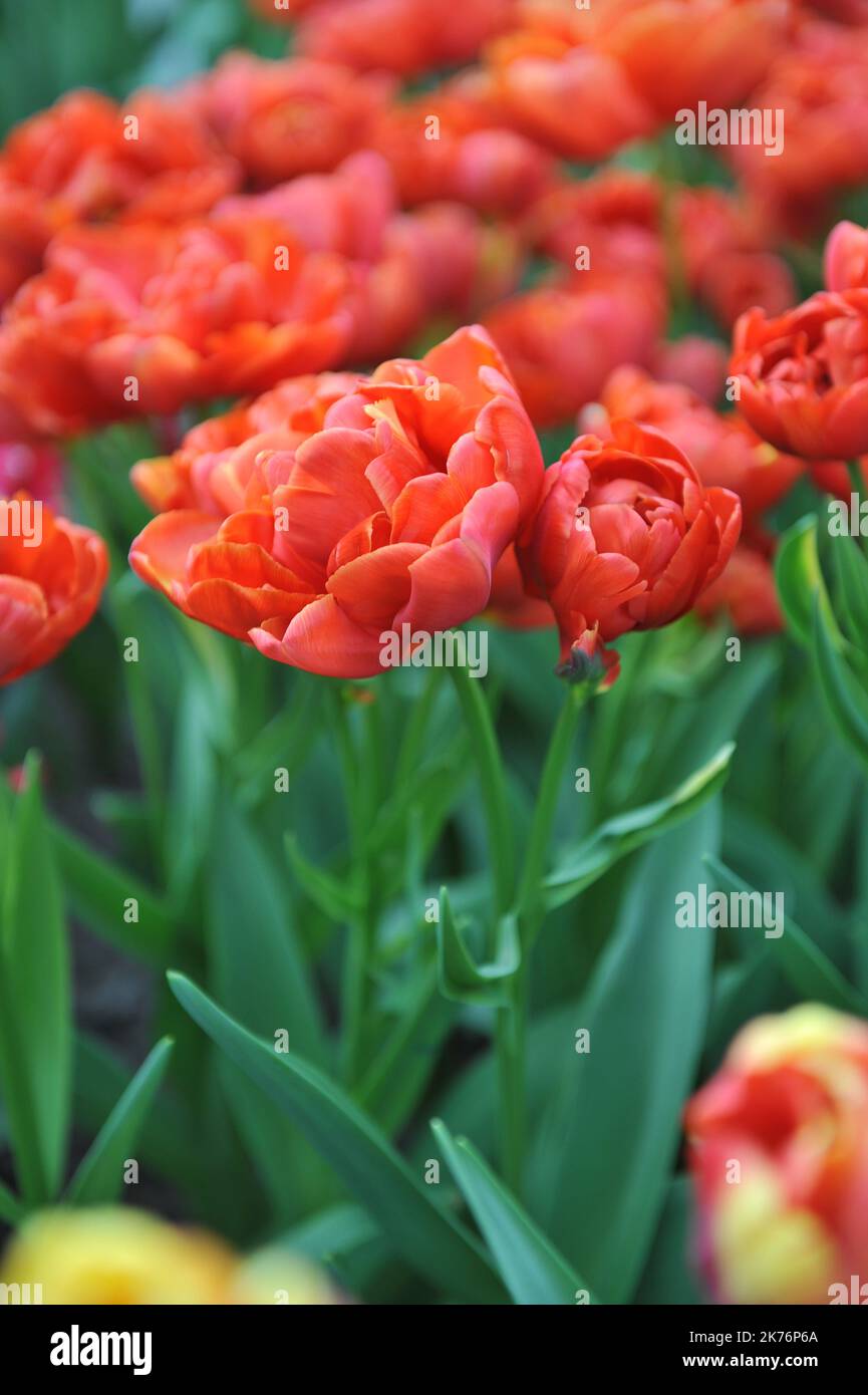 Copper-red peony-flowered Double Late tulips (Tulipa) Statement bloom ...