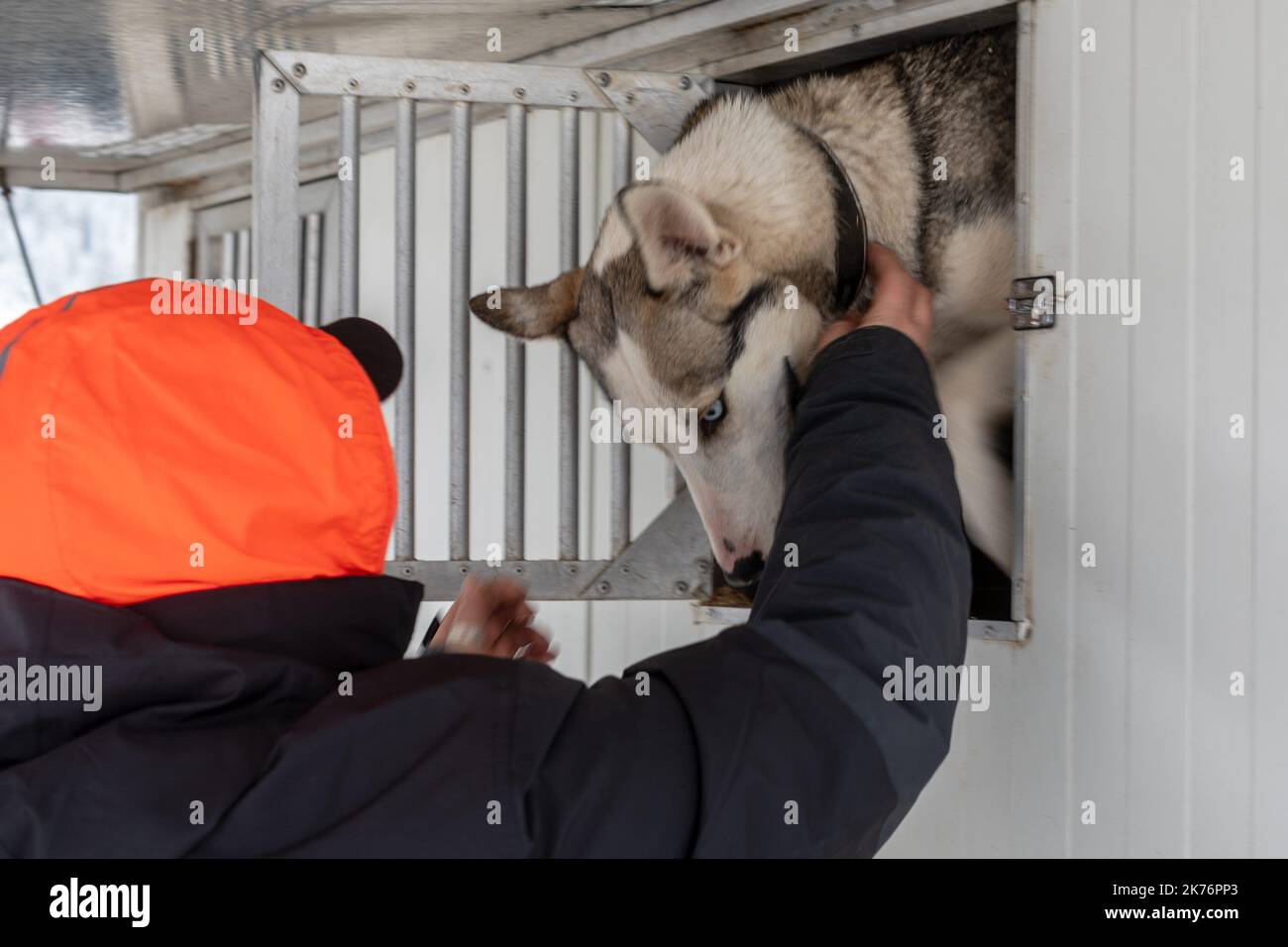 The annual sled dog event in Praz de Lys-Sommand. Every year, it brings ...