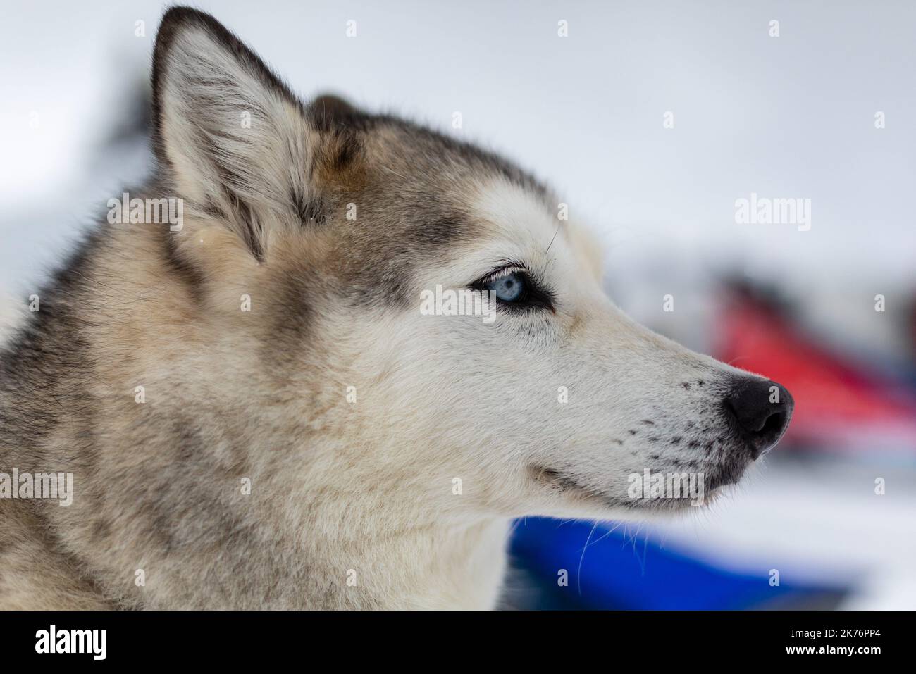 The annual sled dog event in Praz de Lys-Sommand. Every year, it brings ...