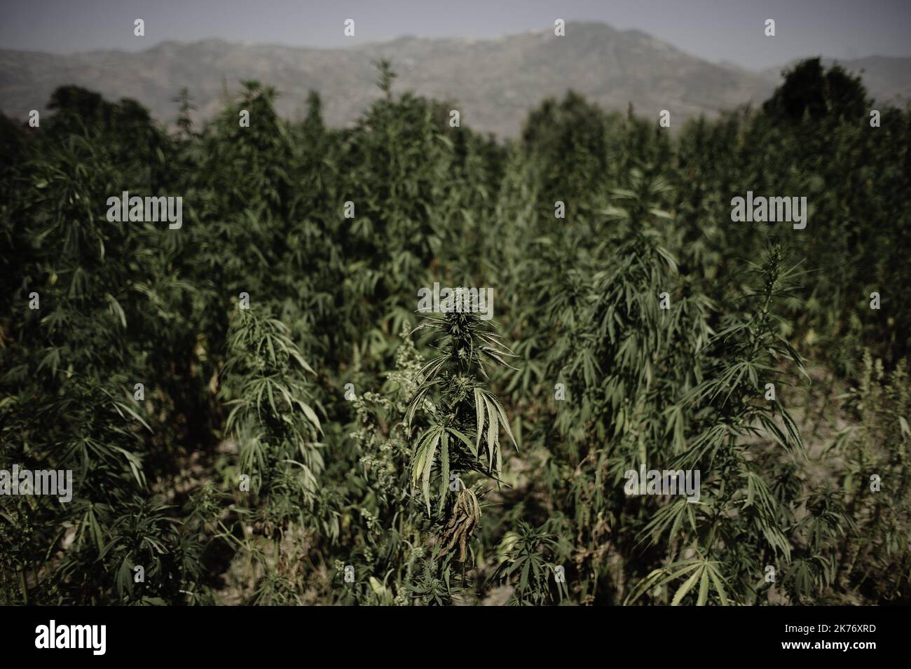 Cannabis in morocco hi-res stock photography and images - Alamy