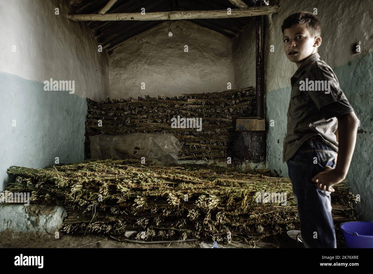 Cannabis farm in house hi-res stock photography and images - Alamy