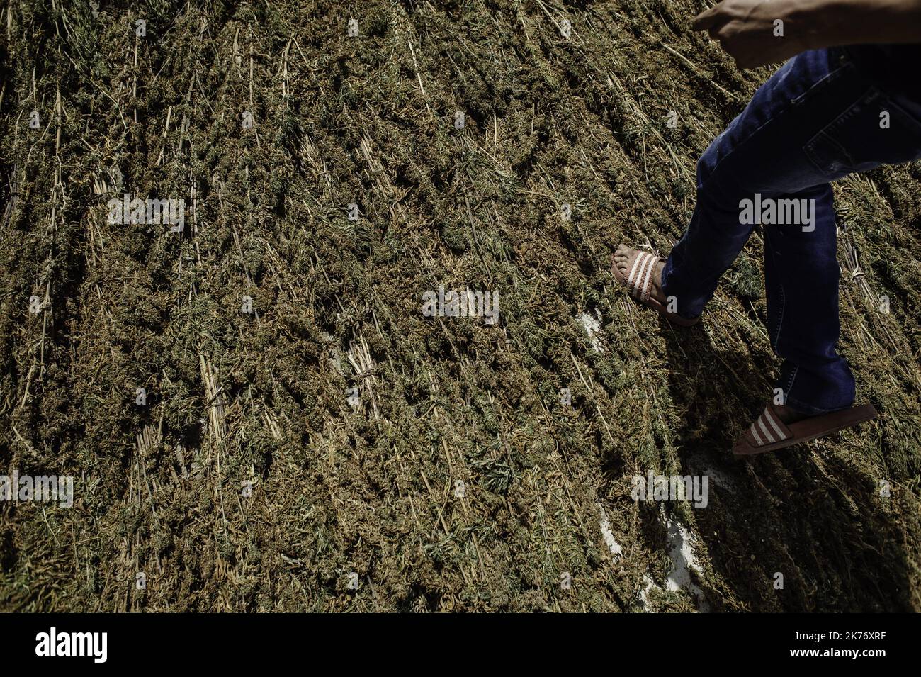 Cannabis farm in house hi-res stock photography and images - Alamy